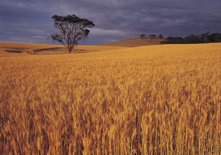 Perennial grain crops in Manitoba are one step closer