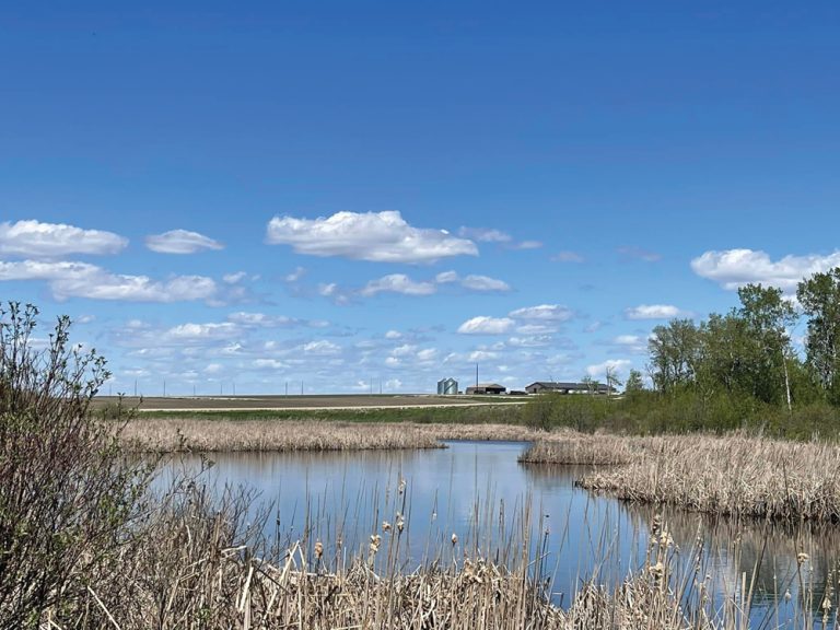 Native prairie restoration becomes a family dream brought to life ...