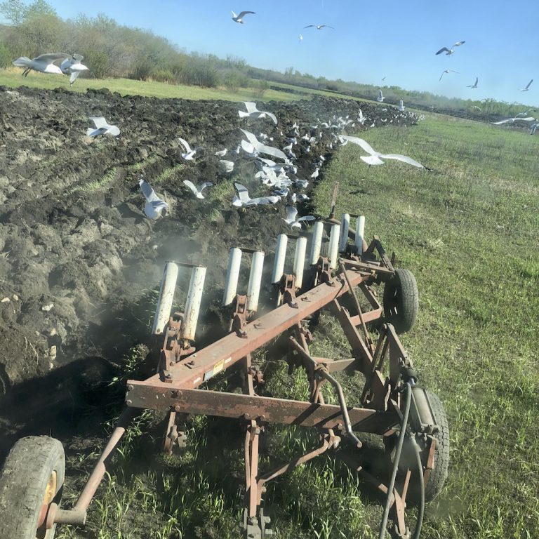 BACK TO THE LAND: ‘We used to plant hay here.’ - Manitoba Co-operator