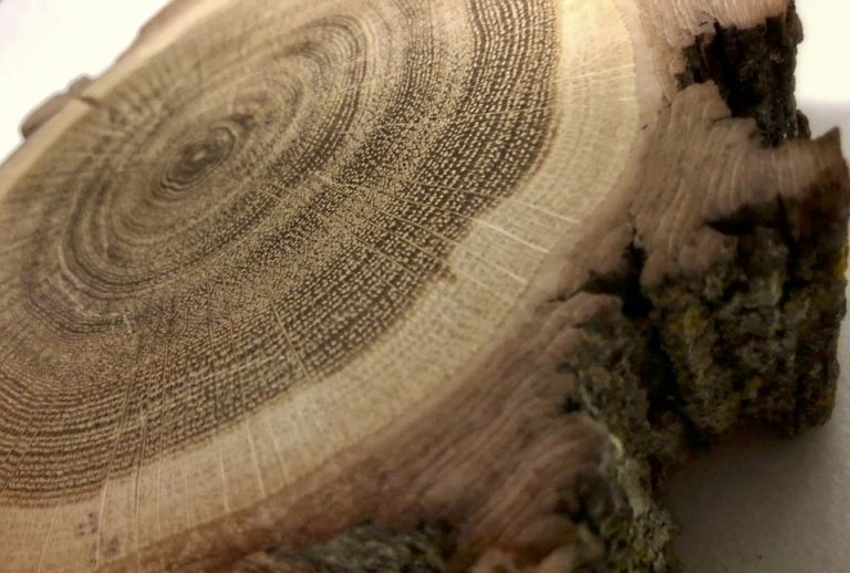 Tree ring timeline a window into the past – and future - Manitoba Co ...