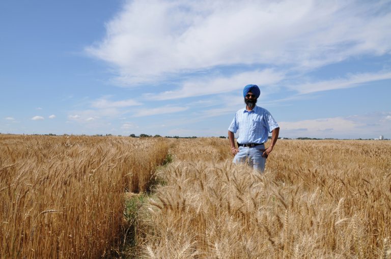 The quest for drought-tolerant wheat heats up - Manitoba Co-operator