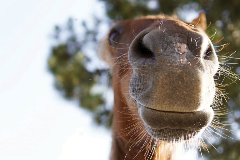 There's many reasons as to why a horse rolls on the ground