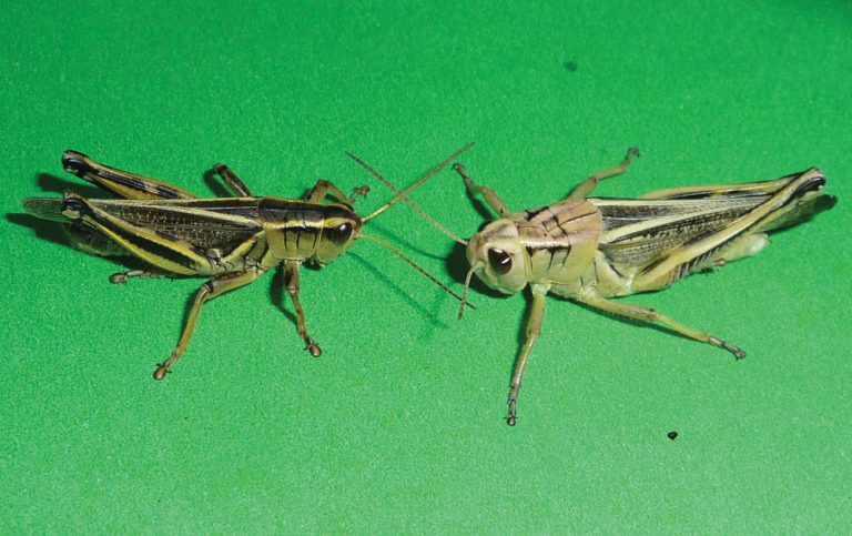 Grasshopper populations on the rise - Manitoba Co-operator