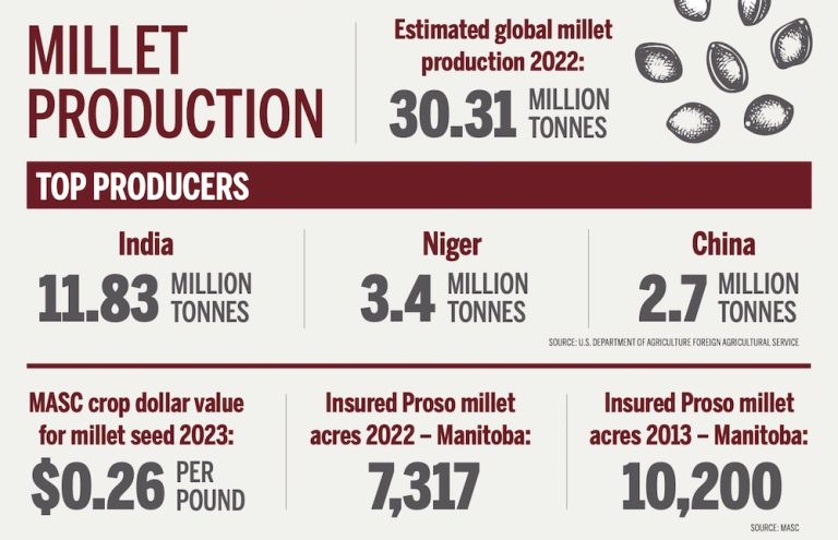 Could 2023 see a millet market makeover? - Manitoba Co-operator