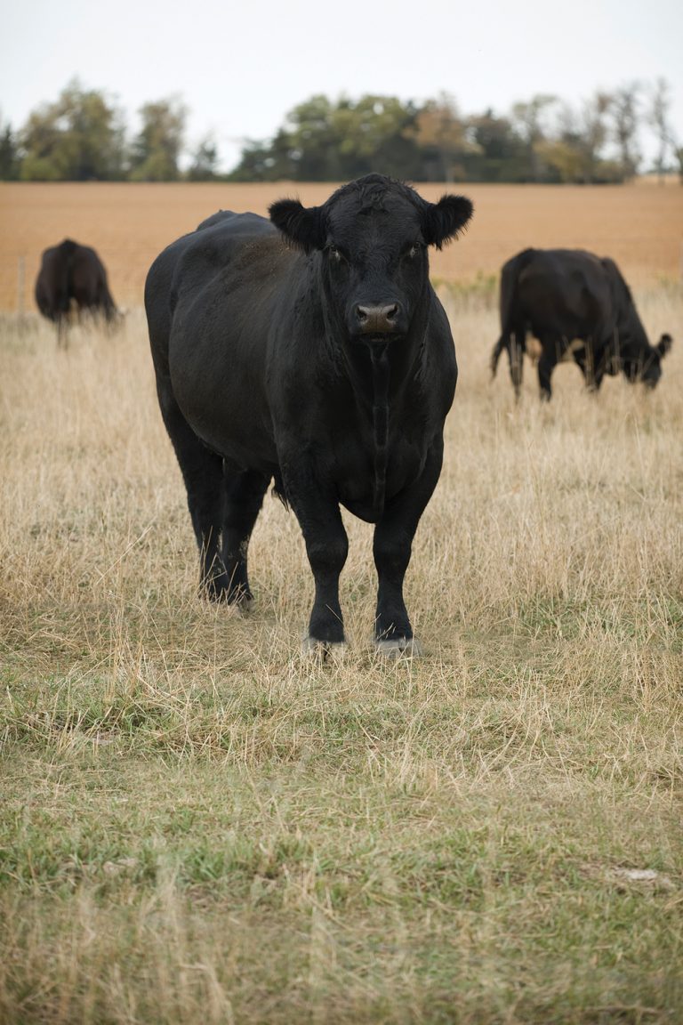 Make the most of bull selection - Manitoba Co-operator