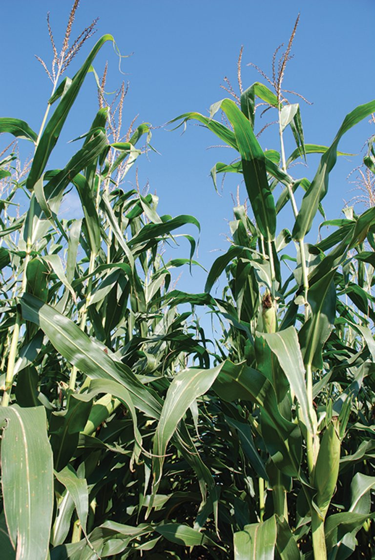 Charting the return of silage hybrids - Manitoba Co-operator