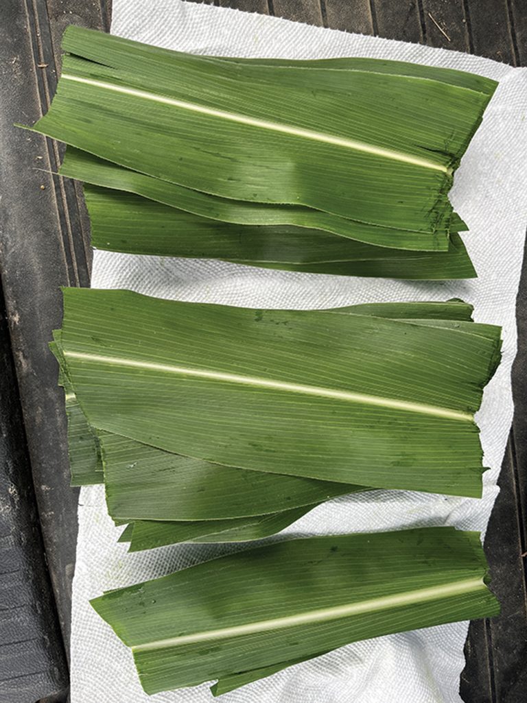 The potential of mid-season corn tissue sampling - Manitoba Co-operator