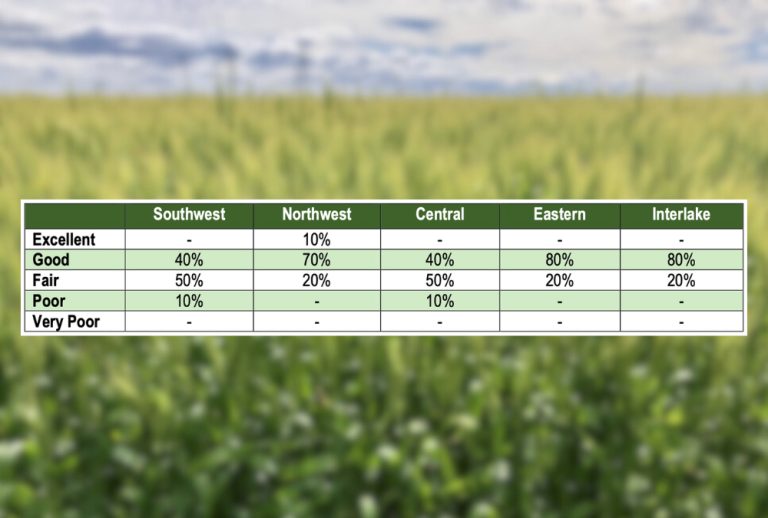 Determining the best seeding rate for hard red spring wheat