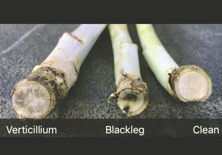Verticillium stripe symptoms - Manitoba Co-operator
