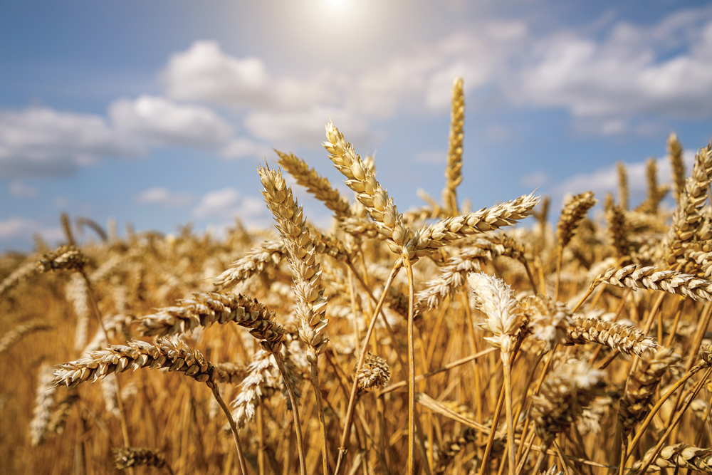 Why are Russian export prices roiling the wheat market? - Manitoba Co-operator