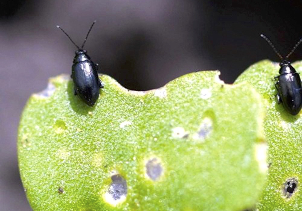 Beating back flea beetle pressure - Manitoba Co-operator