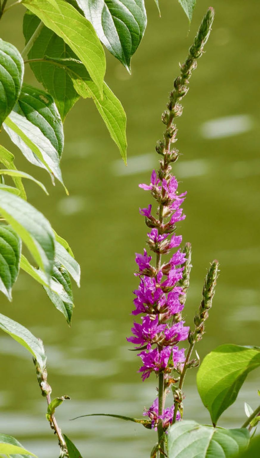 Garden seeds lead to problem weeds - Manitoba Co-operator