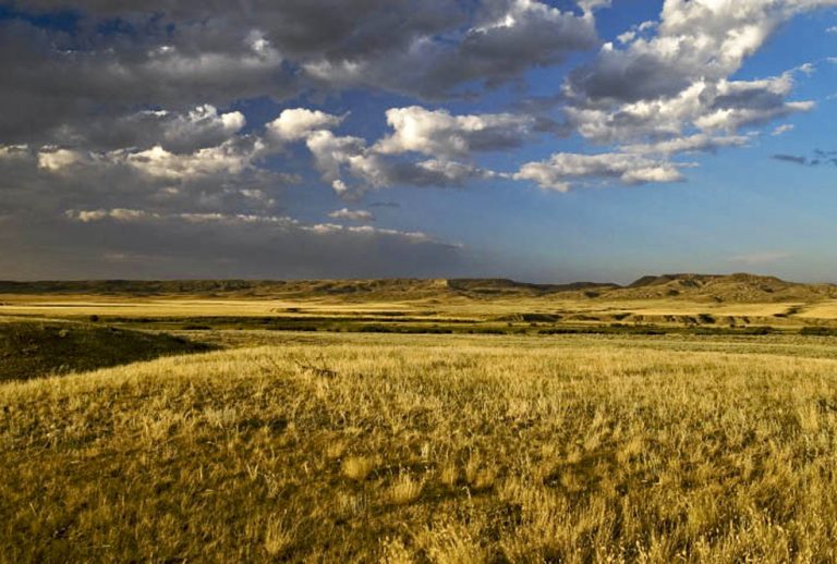Native prairie restoration becomes a family dream brought to life ...