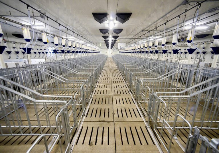 Choosing a sow housing model that works for you - Manitoba Co-operator