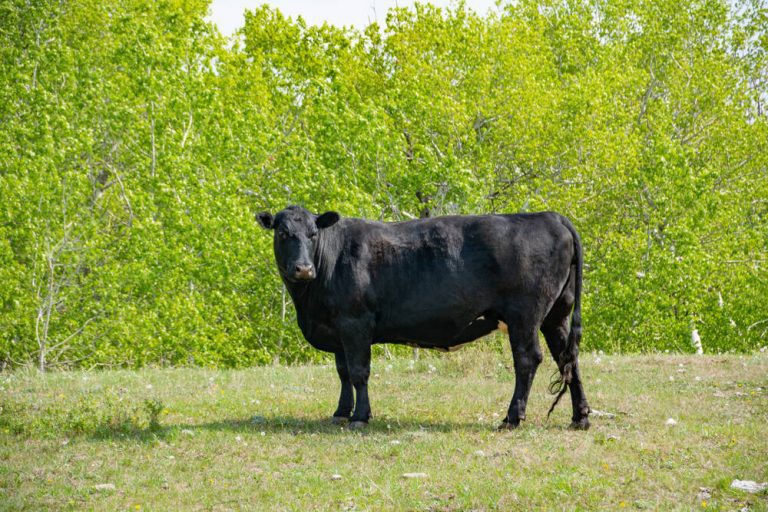 When calving goes wrong: Tips for cattle producers to manage a ...