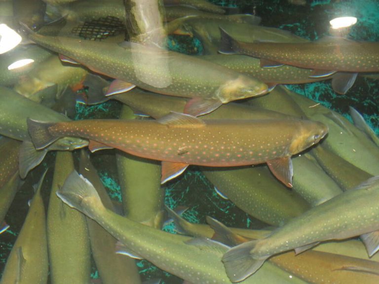 Major Arctic char fish farm coming to Manitoba - Manitoba Co-operator