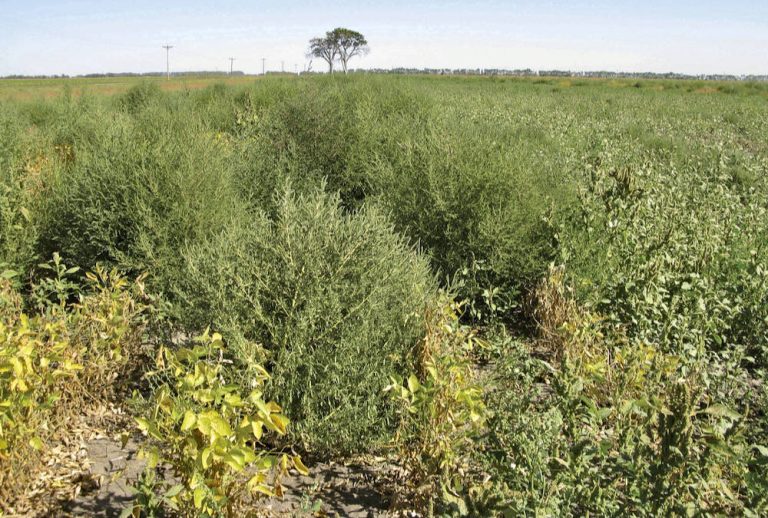 Best fall spraying practices to beat back herbicide resistance ...