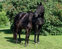 Mounts for the Mounties: Inside the RCMP’s in-house horse breeding ...