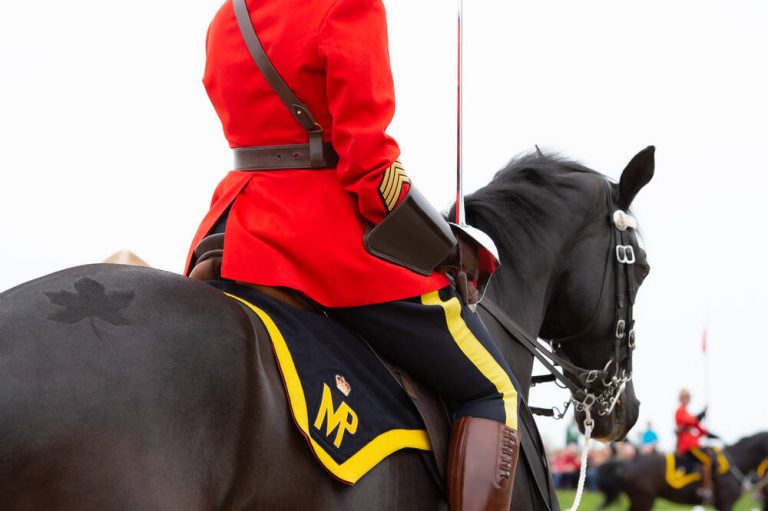 Mounts for the Mounties: Inside the RCMP’s in-house horse breeding ...