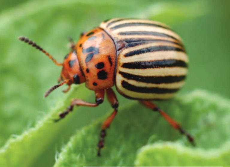 Push-pull system focus of Colorado Potato Beetle control research ...