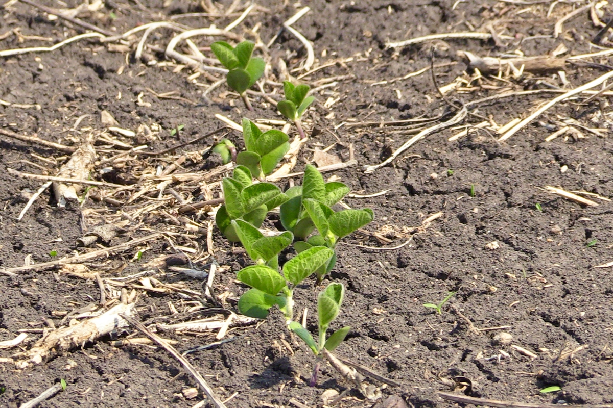 Prairie Crop Update with Bruce Burnett: 2025 edition - Manitoba Co-operator