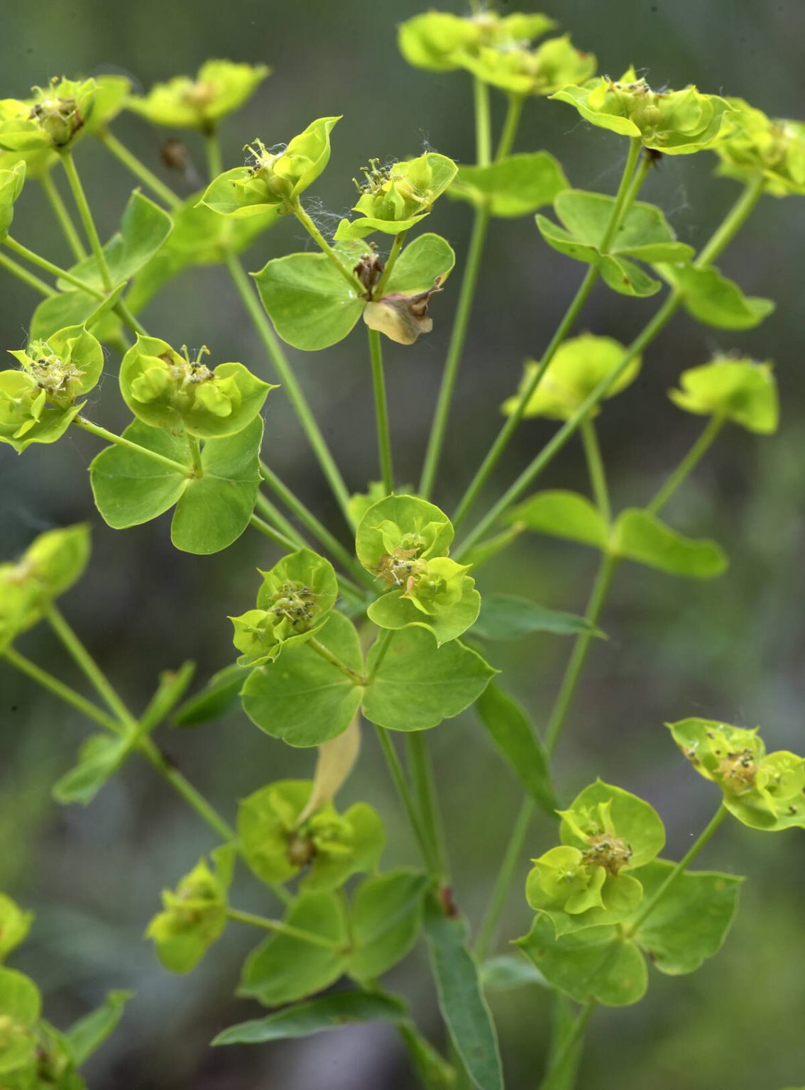 Fertilizer to fight leafy spurge - Manitoba Co-operator