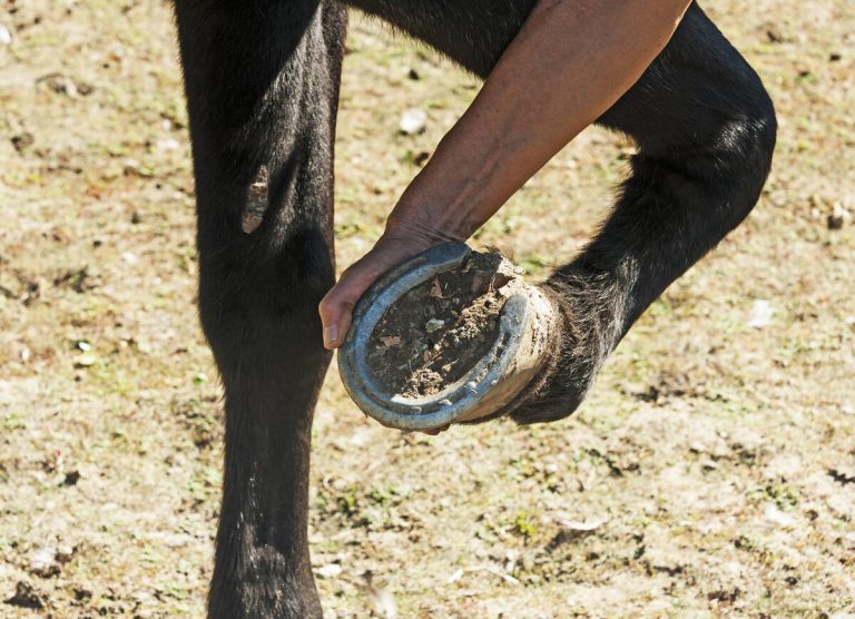 Mounts for the Mounties: Inside the RCMP’s in-house horse breeding ...