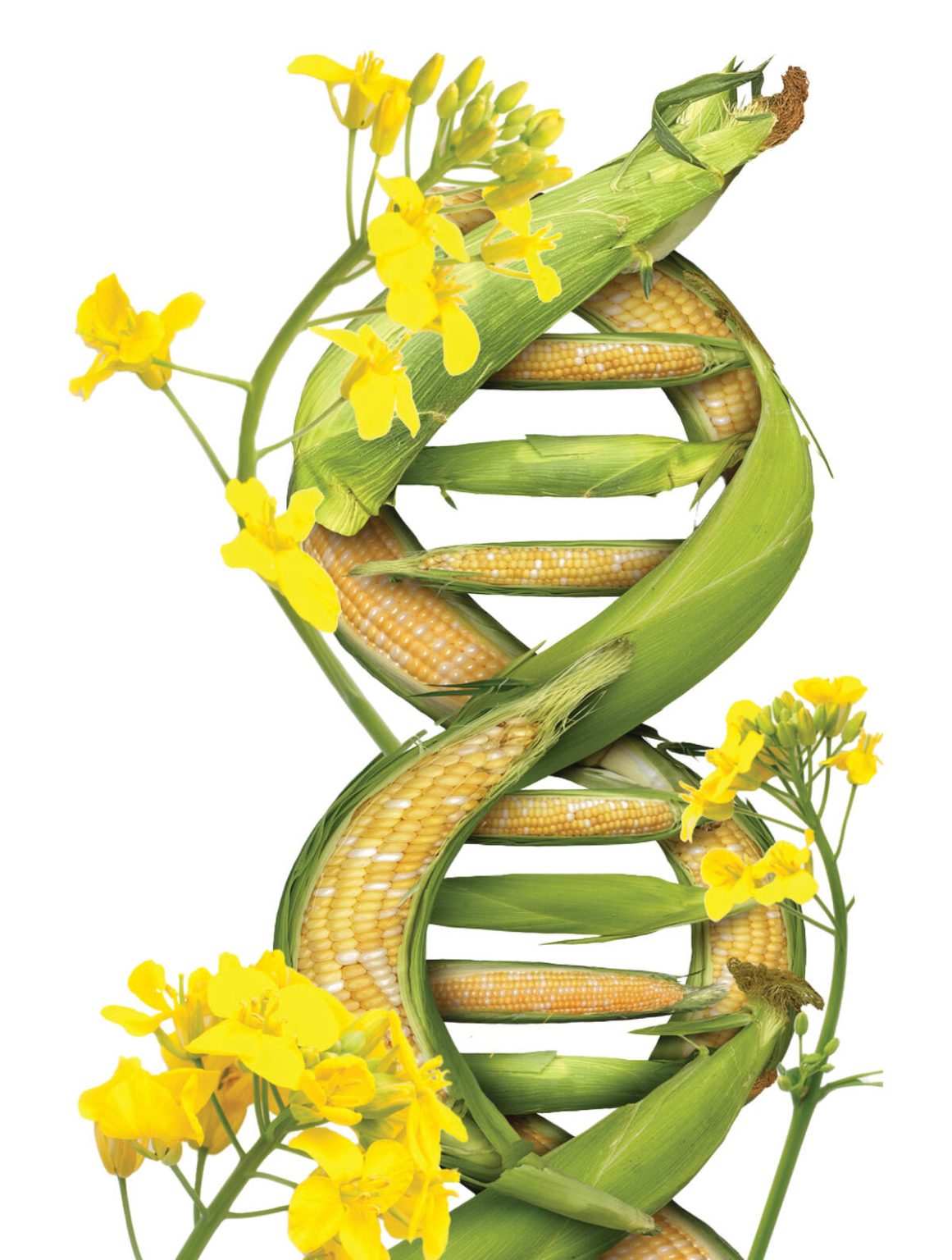 Gene editing up a better canola crop: FEATURE - Manitoba Co-operator