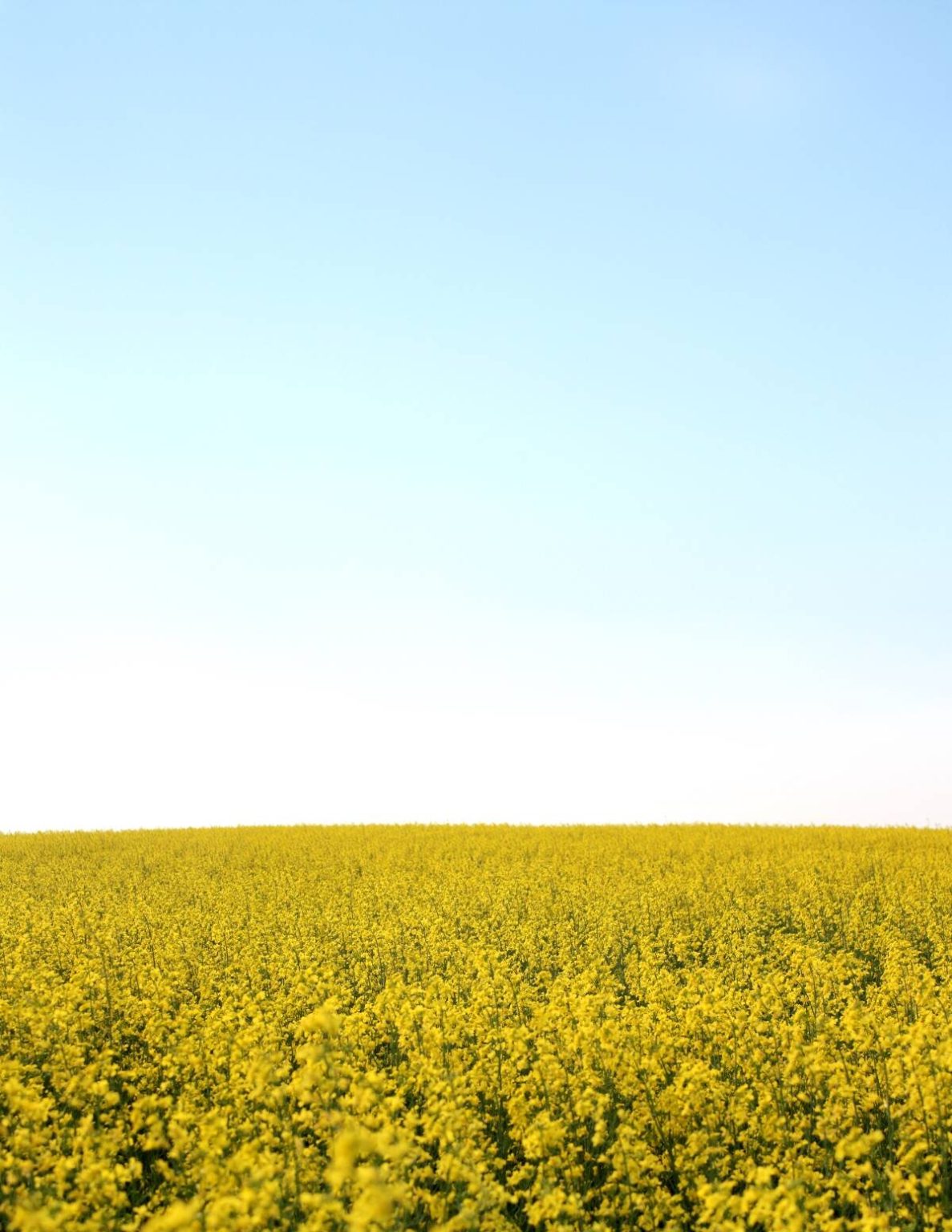 Maizex Seeds to launch hybrid canola varieties for Western Canada ...