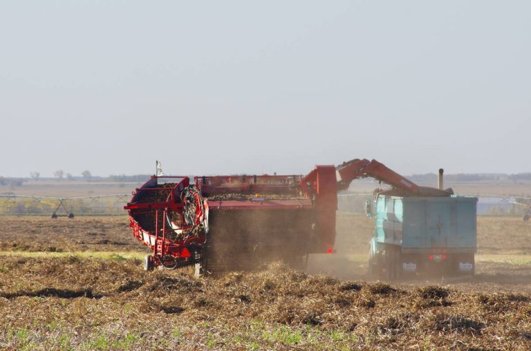 University of Manitoba hires potato sustainability research chair ...