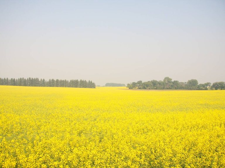 Canola micronutrients under microscope - Manitoba Co-operator
