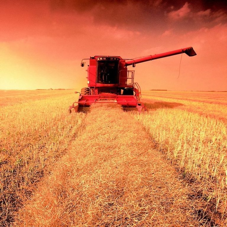 Canola groups disappointed in Carney’s plan to help growers, biofuel - Manitoba Co-operator