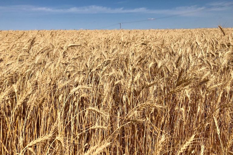 Prairie Wheat Weekly: Wheat, durum cash prices lower on the week ...