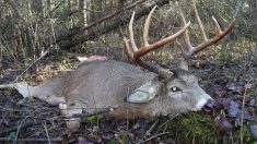 Manitoba hunting season well underway - Manitoba Co-operator