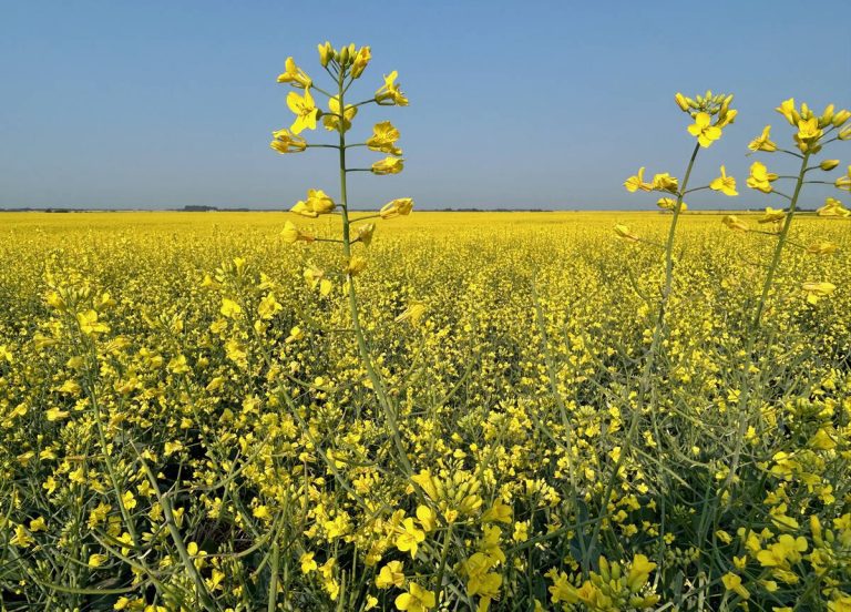 ICE canola weekly outlook: Little positive for futures - Manitoba Co-operator