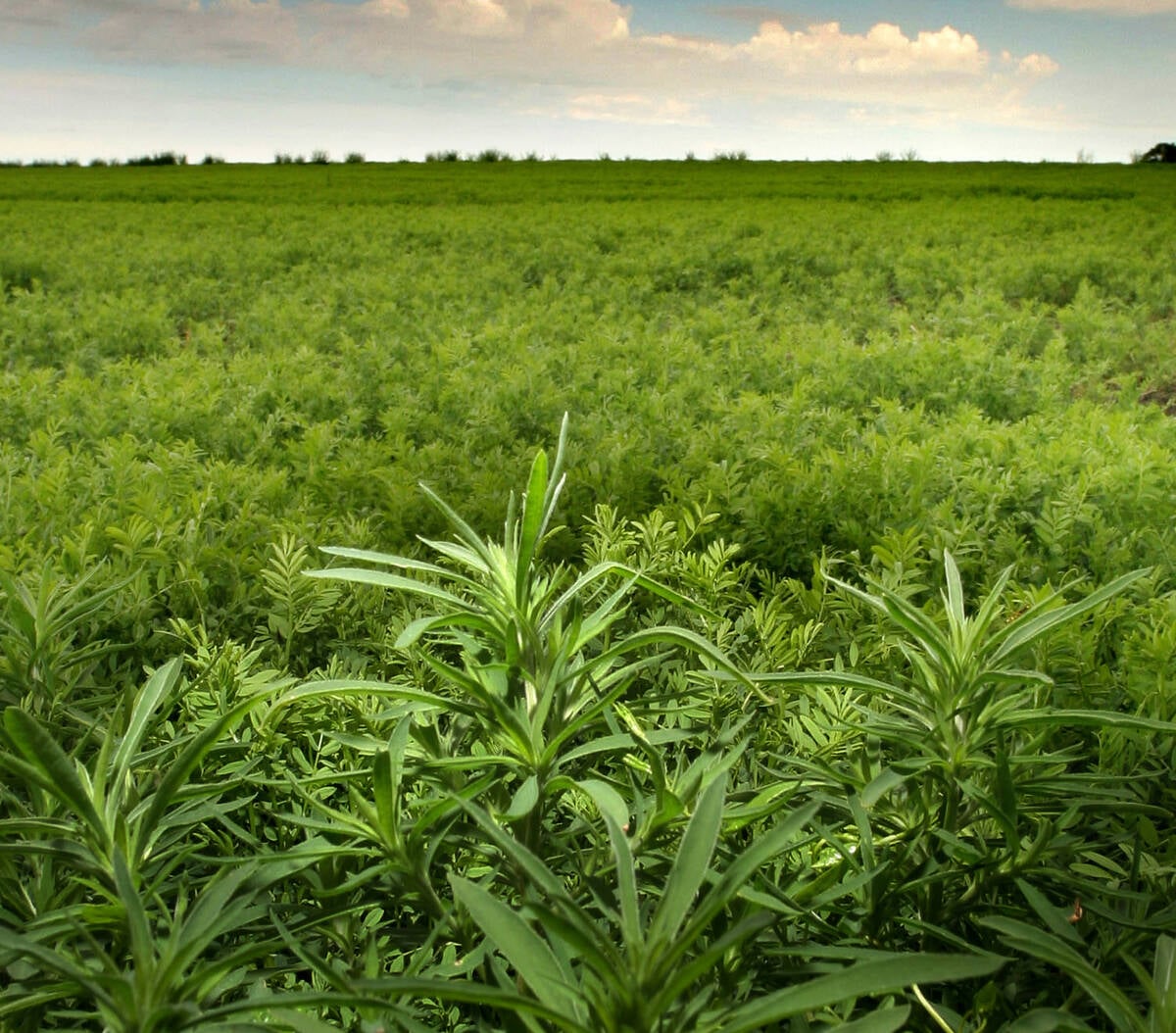 The looming threat of HPPD herbicide resistance - Manitoba Co-operator